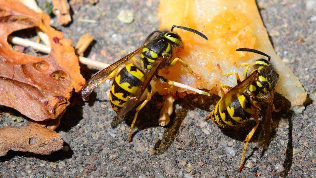Stinging Insects Control | Discovery Pest Management Oregon